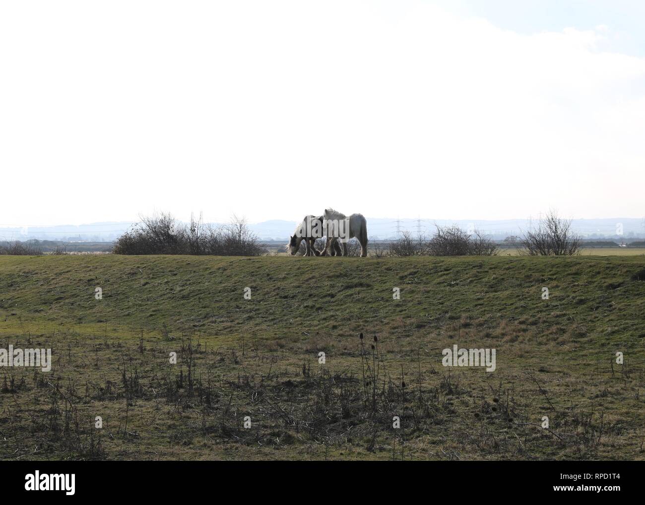 Cliffe pools hi-res stock photography and images - Alamy