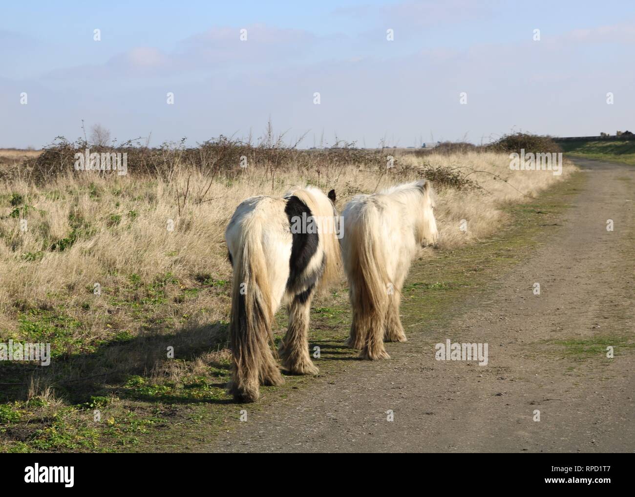Wild Horses at Cliffe Pools Nature Reserve in Kent Stock Photo - Alamy
