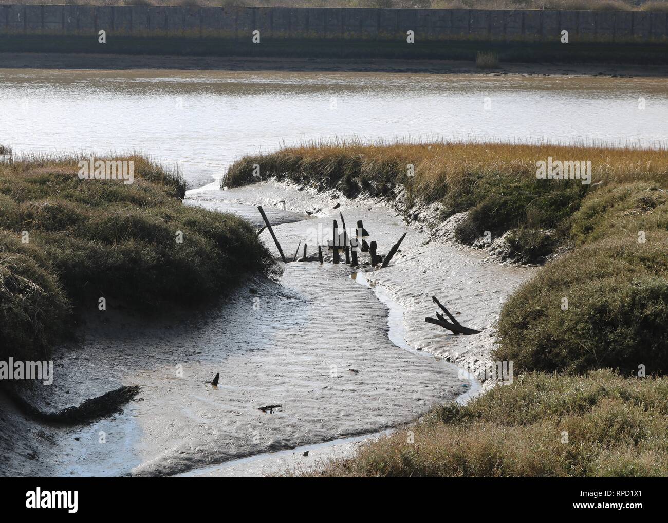 River kent estuary bird hi-res stock photography and images - Alamy