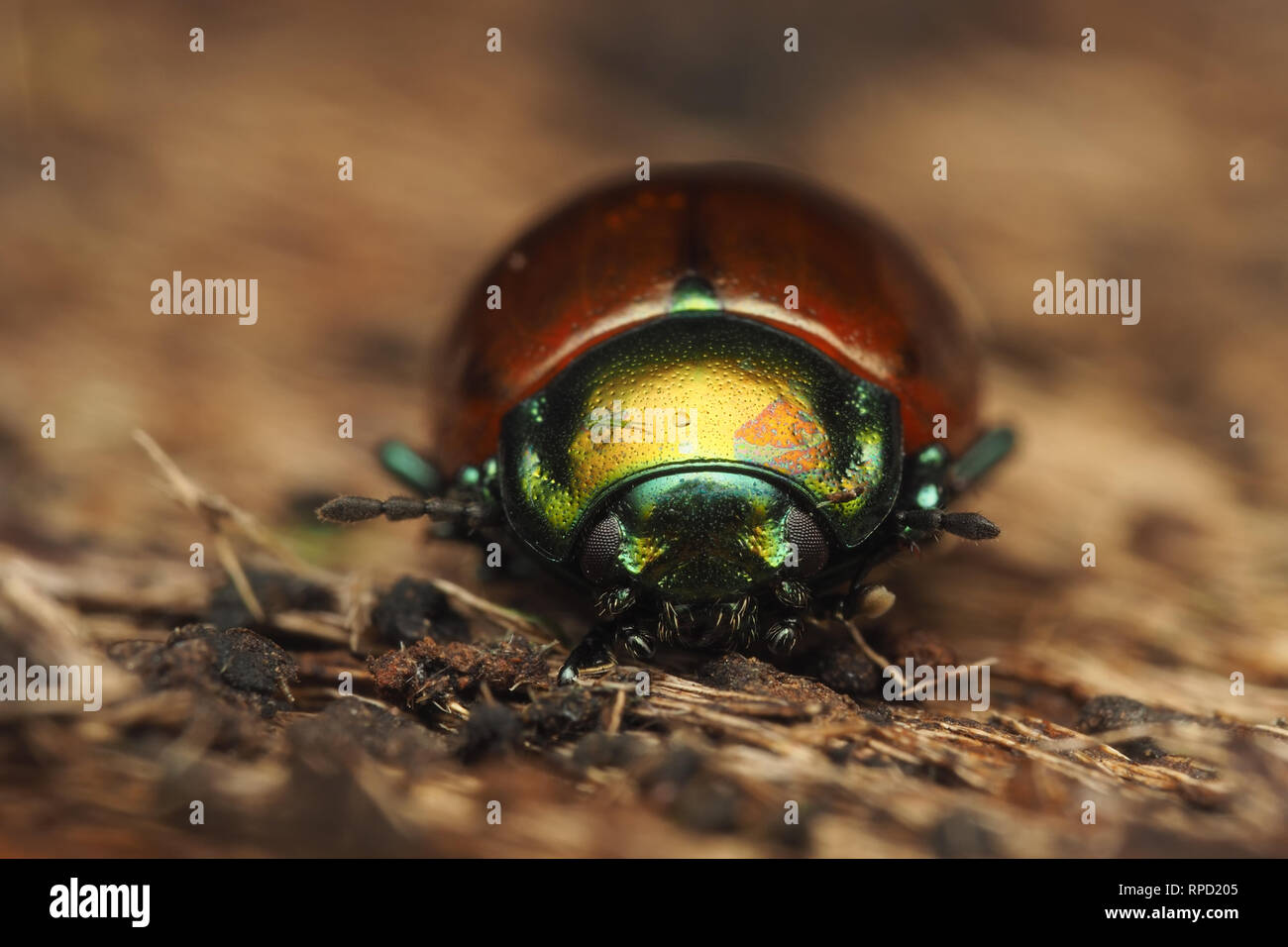 Frontal view of overwintering Chrysolina polita Leaf Beetle on inside ...