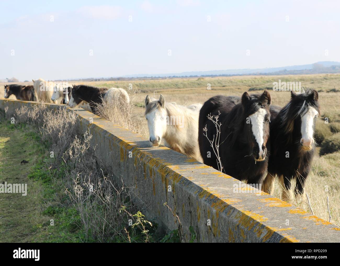 Wild Horses at Cliffe Pools Nature Reserve in Kent Stock Photo - Alamy
