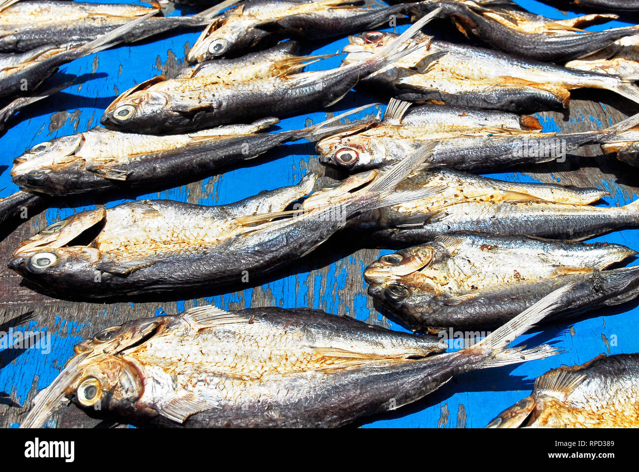 Plenty of fish hi-res stock photography and images - Alamy