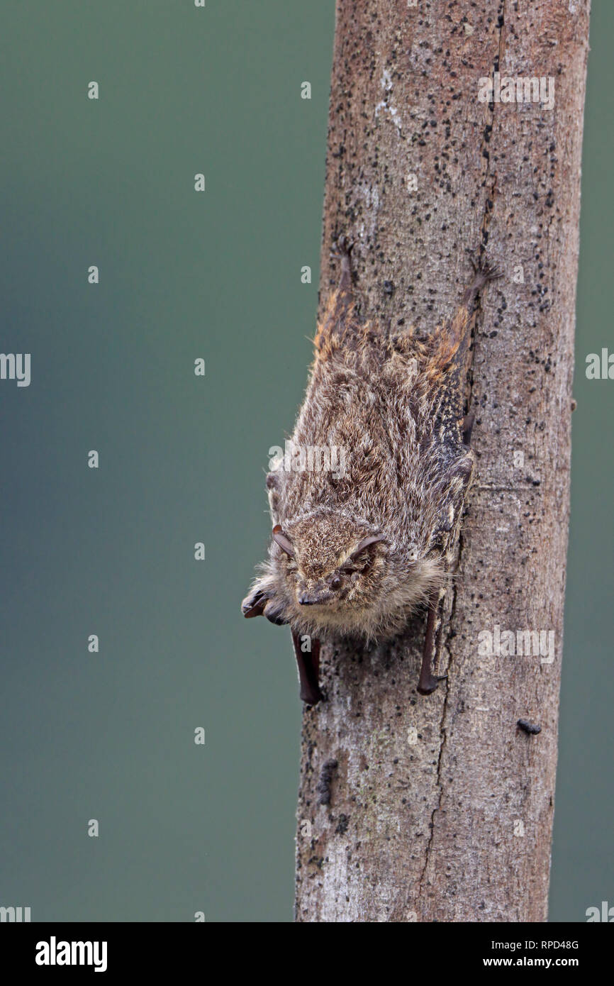 Long-nosed Bat roosting on a dead tree at Sani Lodge Ecuador Amazon ...