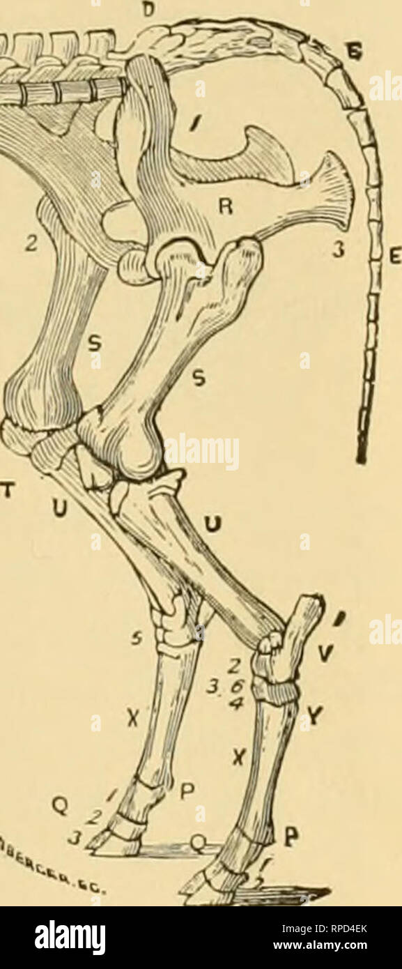. The American farmer's pictorial cyclopedia of live stock ...