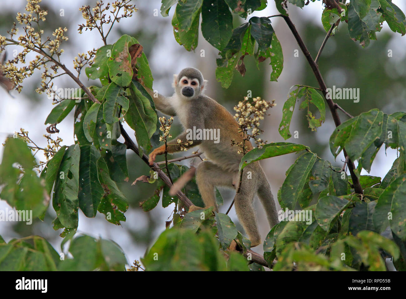 Amazon wildlife hi-res stock photography and images - Alamy
