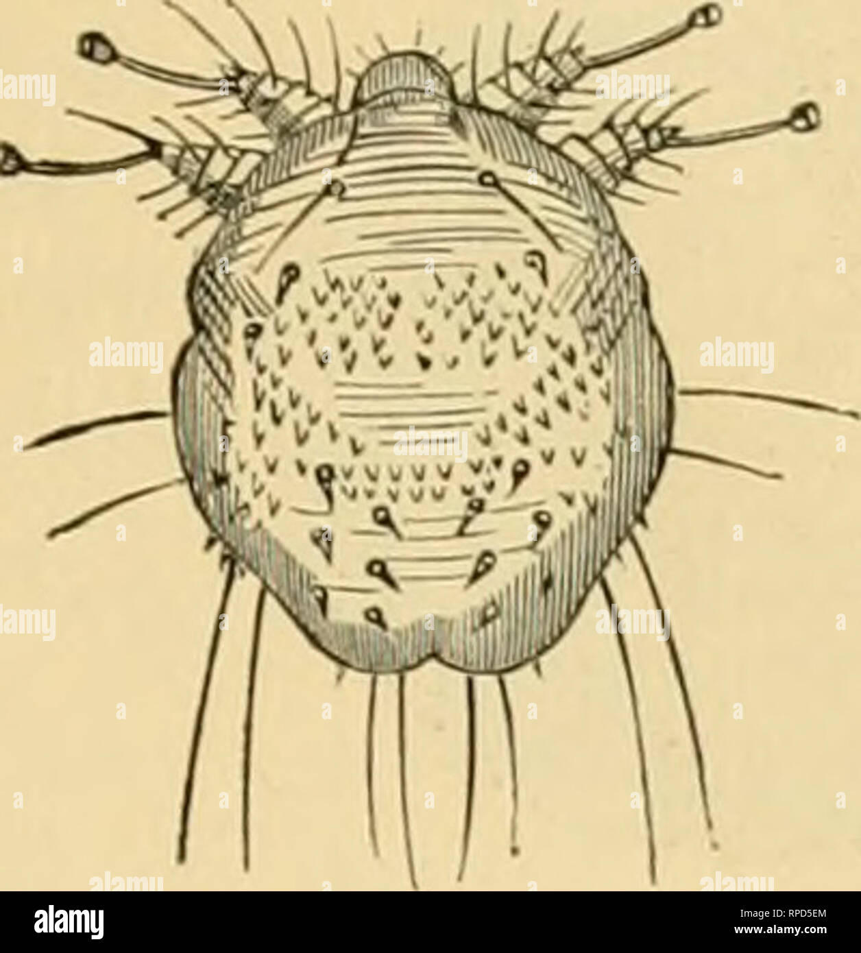 . The American farmer's pictorial cyclopedia of live stock ...