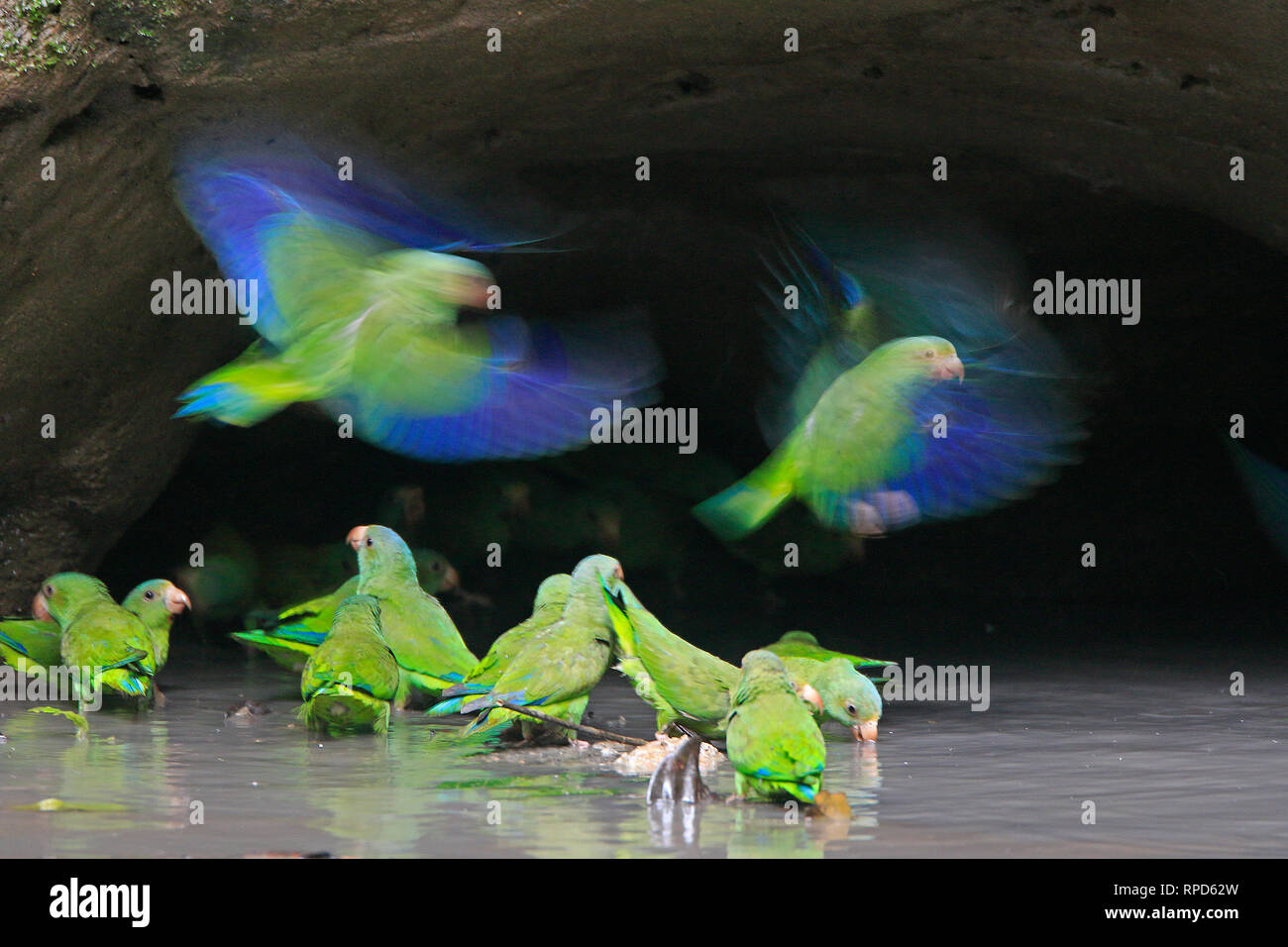 Cobalt Winged Parakeet High Resolution Stock Photography and Images - Alamy