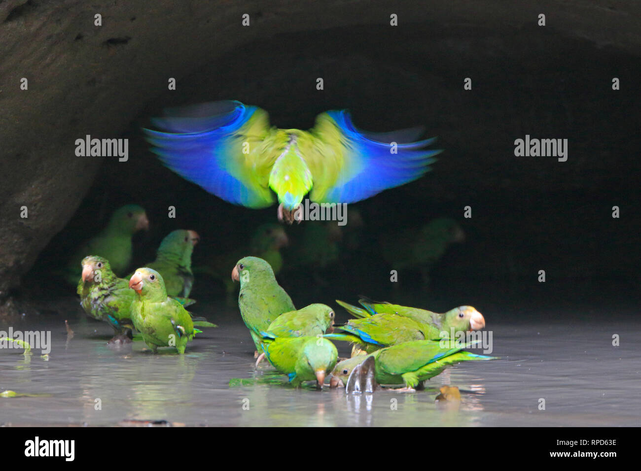Cobalt-winged Parakeets at a clay lick near the Napo river Ecuador ...