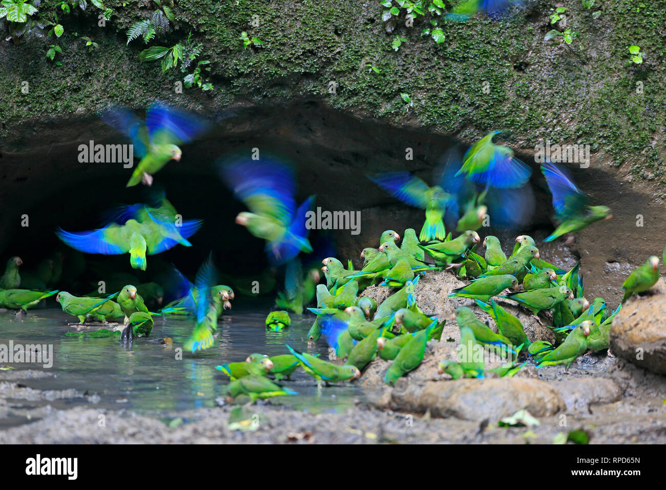 Cobalt Winged Parakeet High Resolution Stock Photography and Images - Alamy