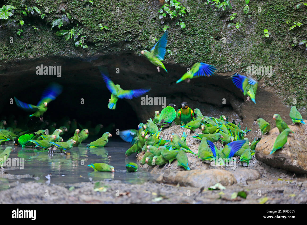 Cobalt winged parakeet hi-res stock photography and images - Alamy