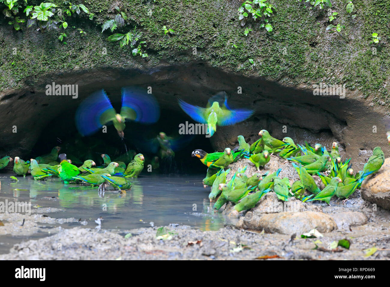 Cobalt-winged Parakeets at a clay lick near the Napo river Ecuador ...