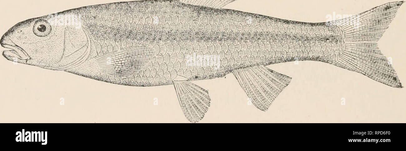 . American fishes : a popular treatise upon the game and food fishes of ...