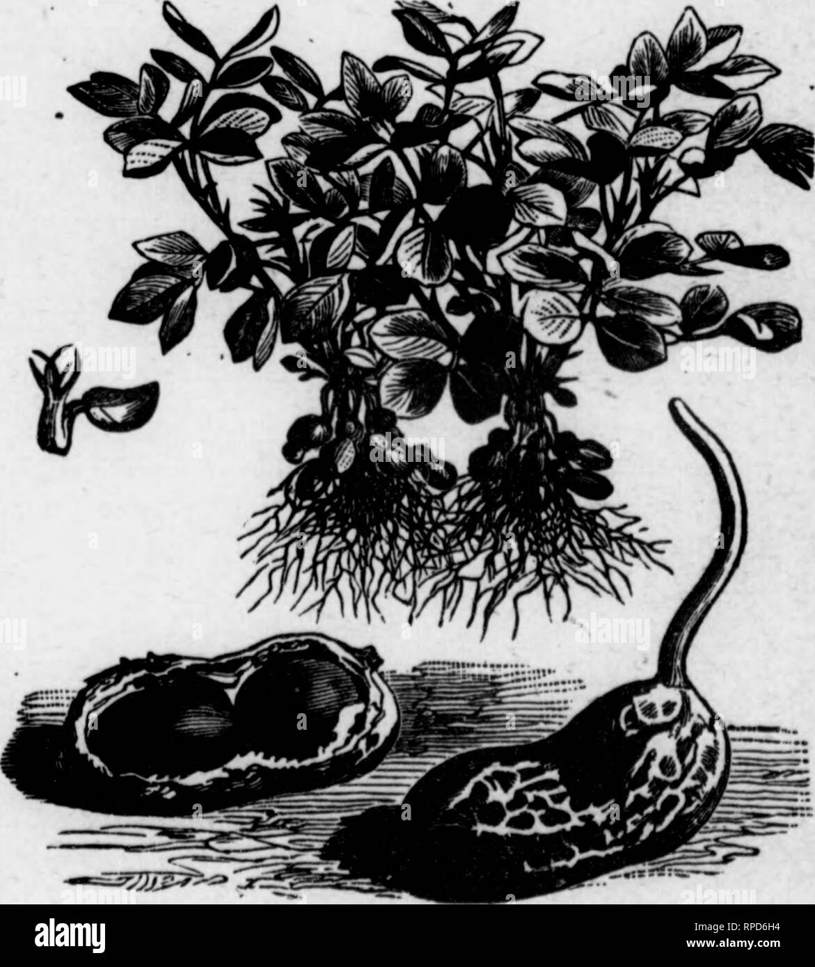 Chifa hi-res stock photography and images - Alamy