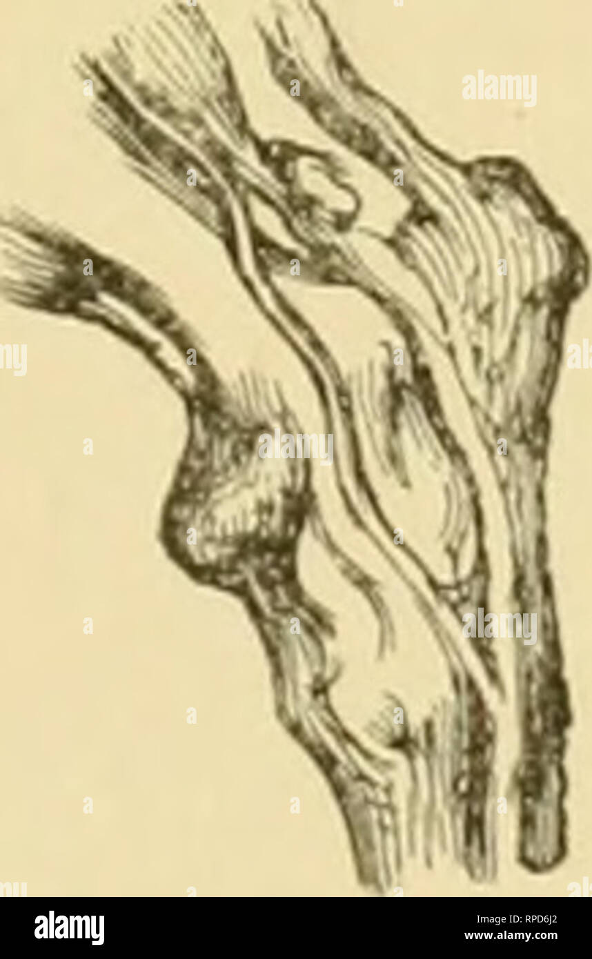 . The American farmer's pictorial cyclopedia of live stock ...