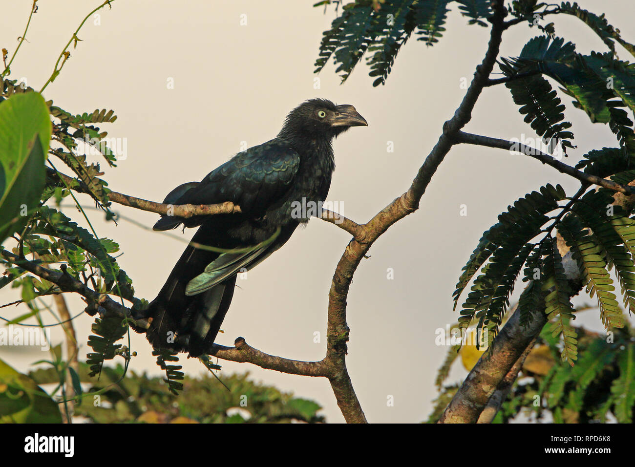 Greater Ani on the Napo River near Sani Lodge Ecuador Amazon Stock ...