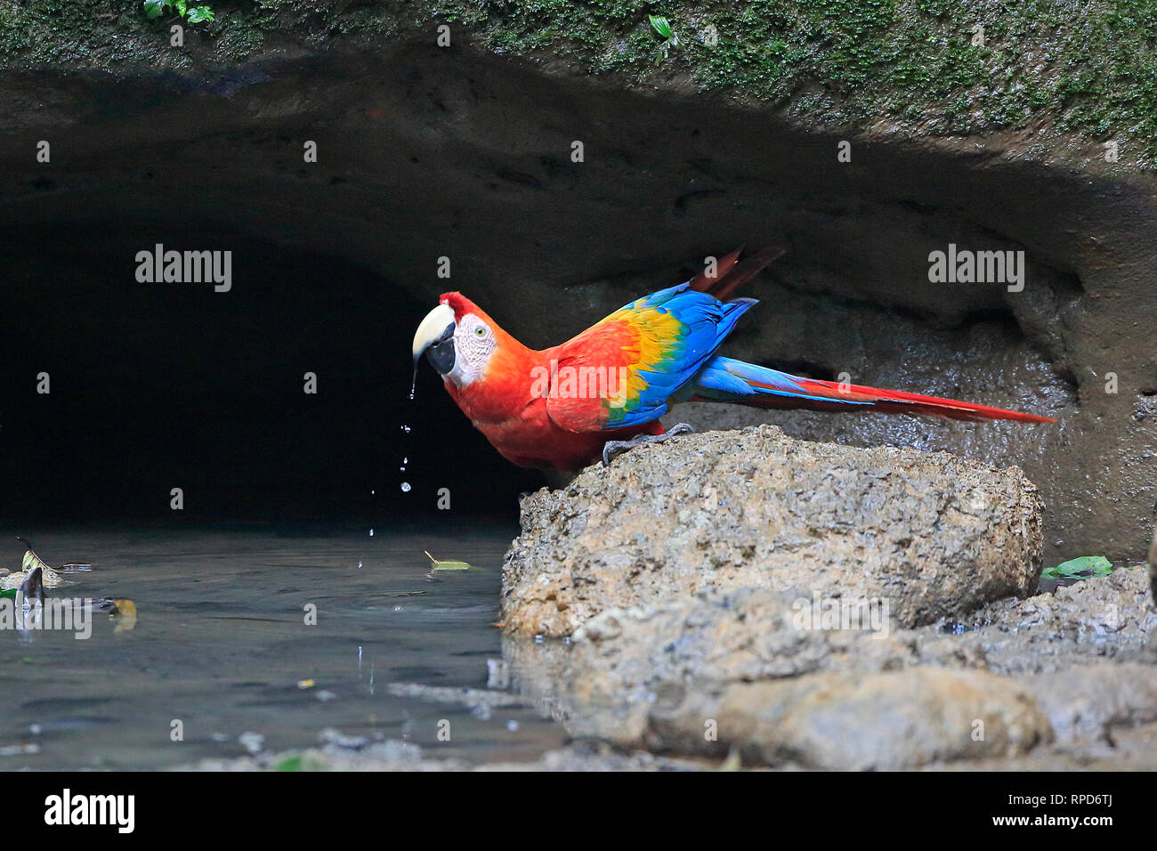 Scarlet Macaw at a clay lick near Sani Lodge Ecuador Amazon Stock Photo ...