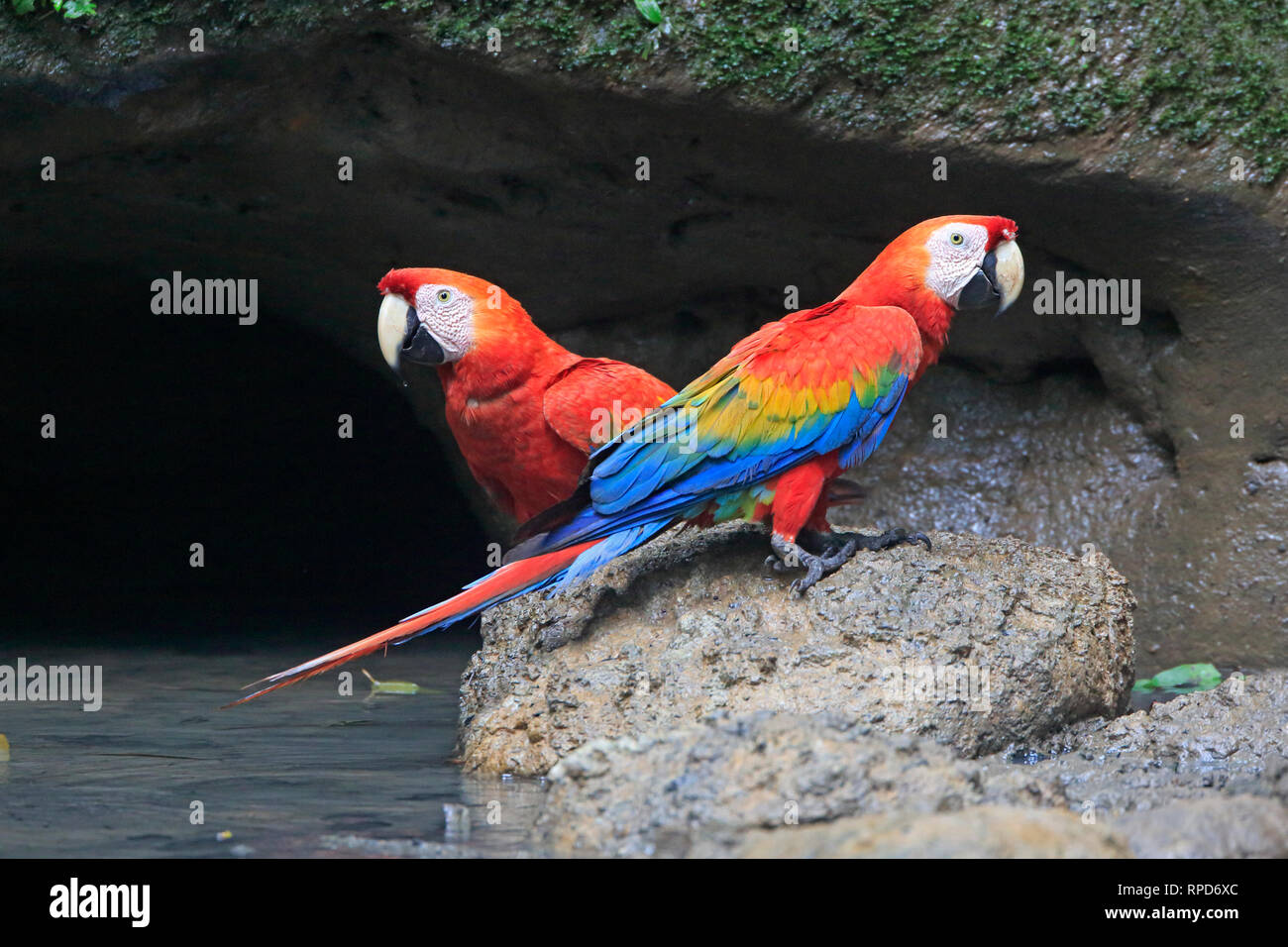Scarlet Macaw at a clay lick near Sani Lodge Ecuador Amazon Stock Photo ...