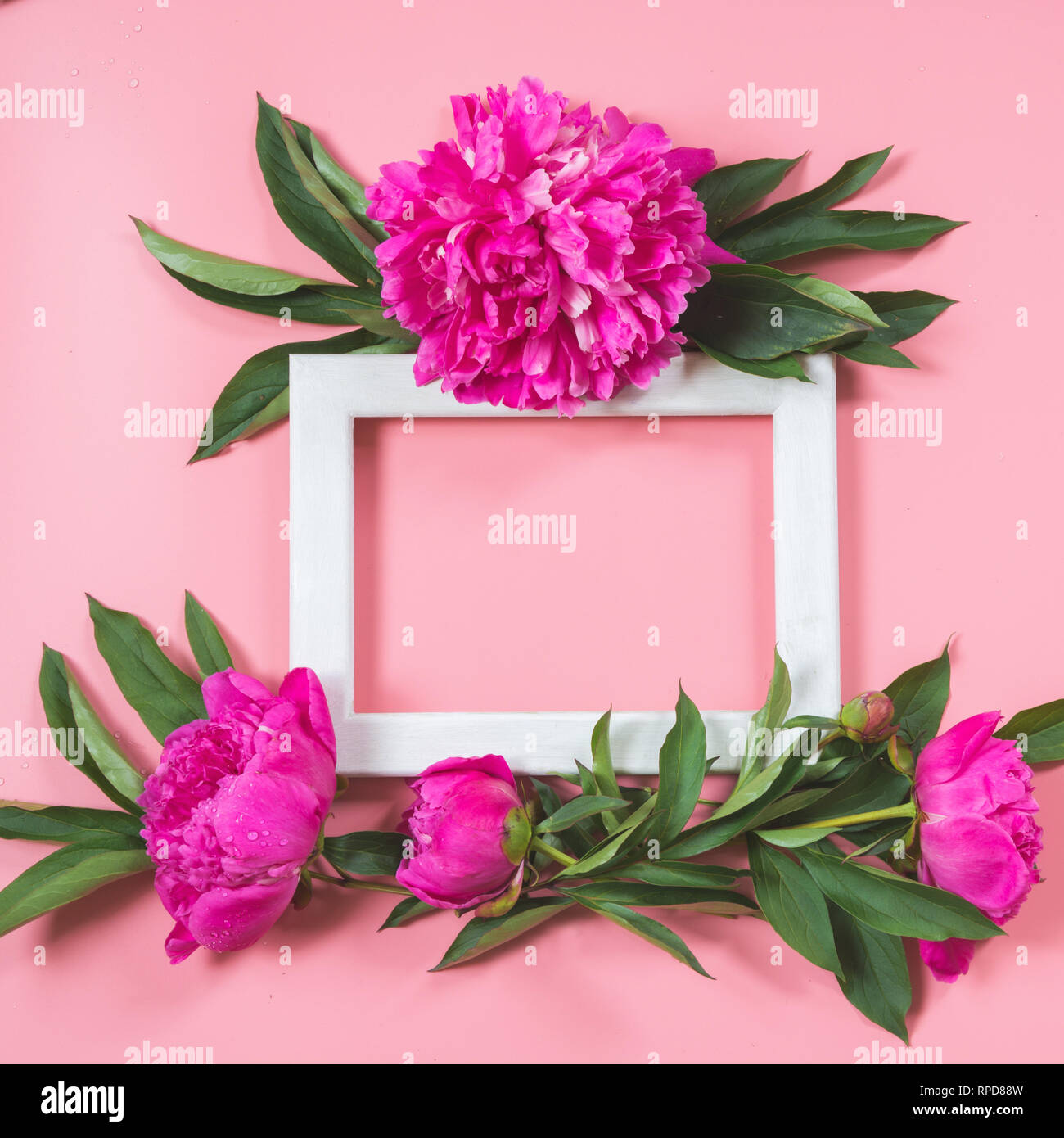 Beautiful pink peony flower and white frame for text on punchy pastel ...