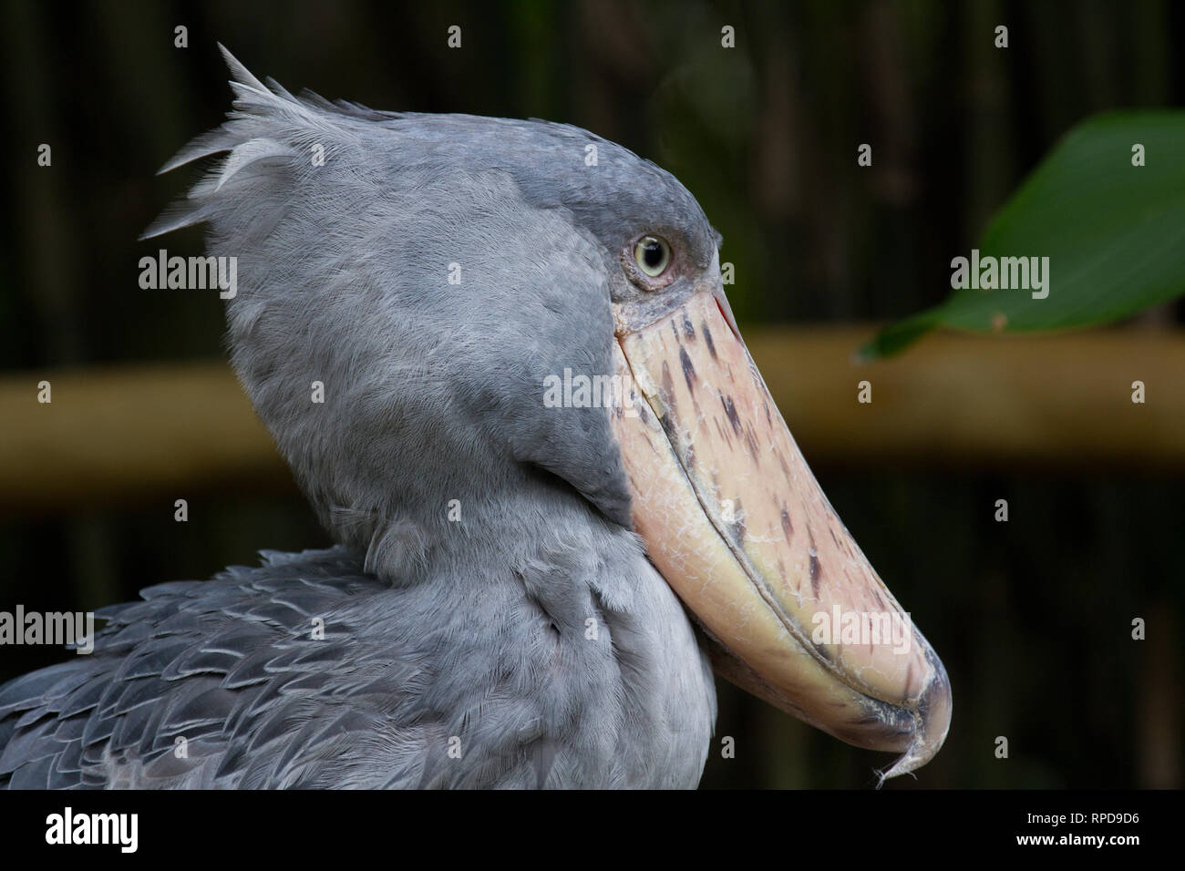 The shoebill ,Balaeniceps rex, also known as whalehead or shoe-billed ...