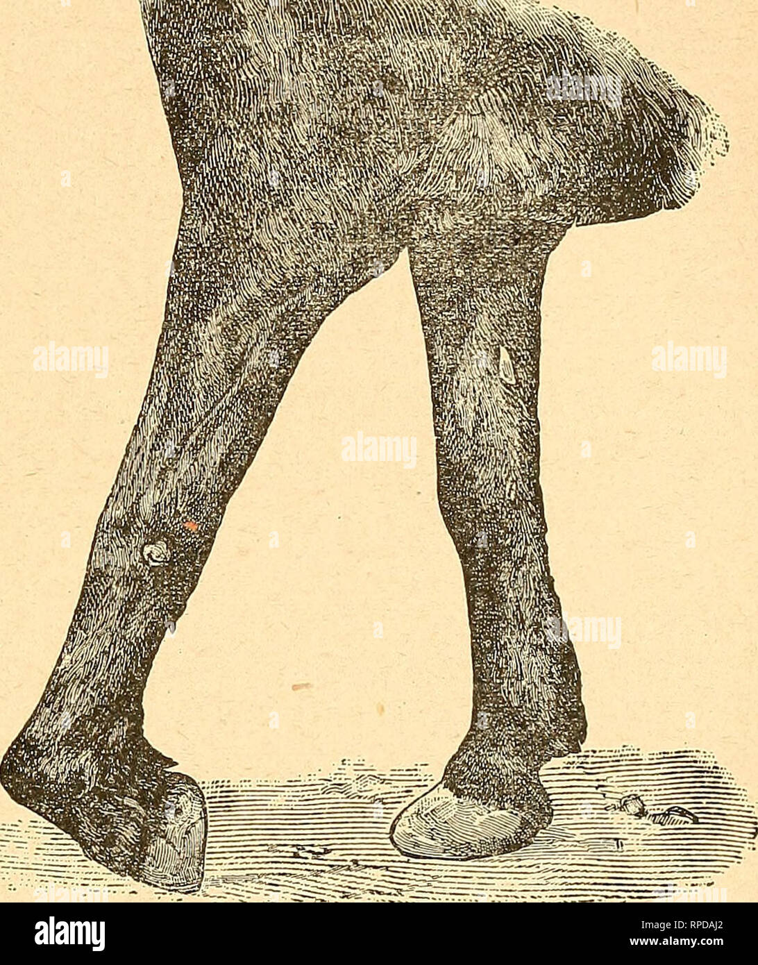Contracted Tendons In Horses