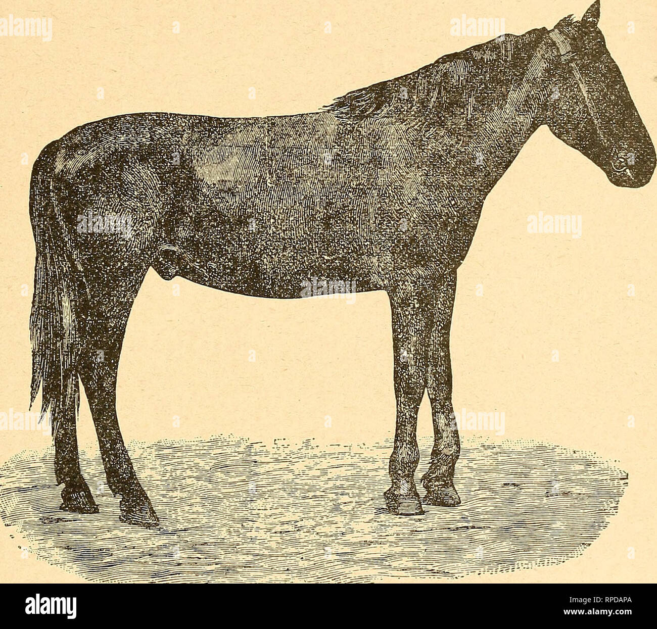 Fetlock joints hi-res stock photography and images - Alamy