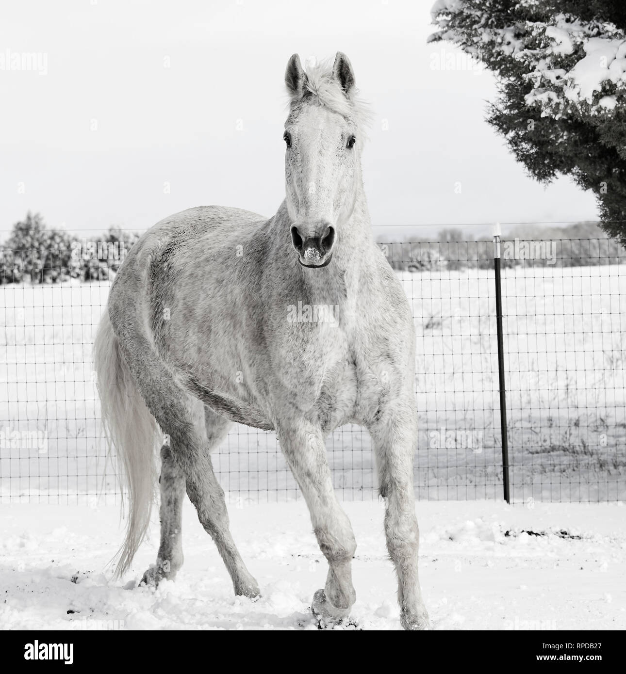 Hanoverian horse trotting hi-res stock photography and images - Alamy