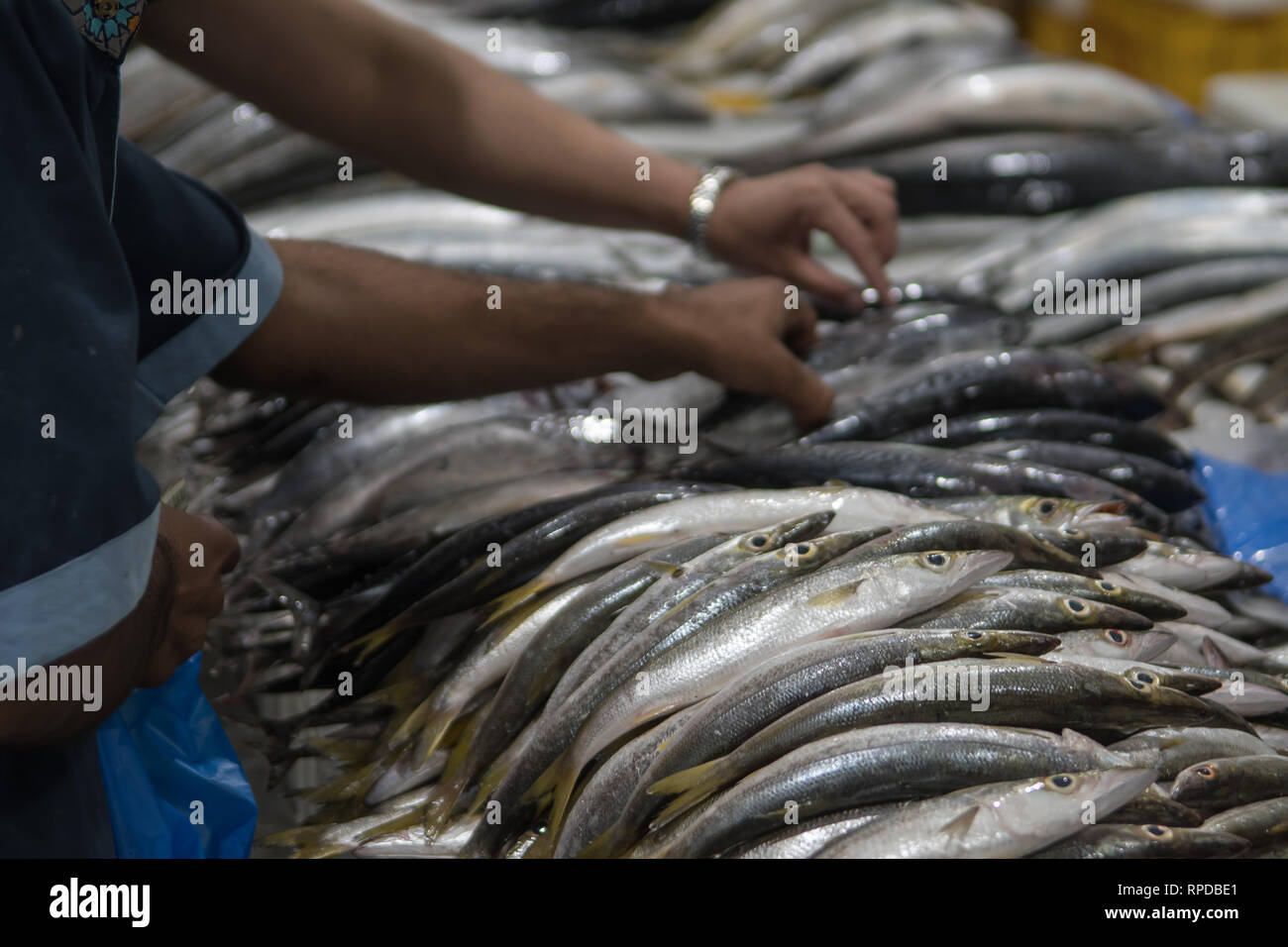 Fresh fish for sale at the modern fish market located in Dubai Stock ...