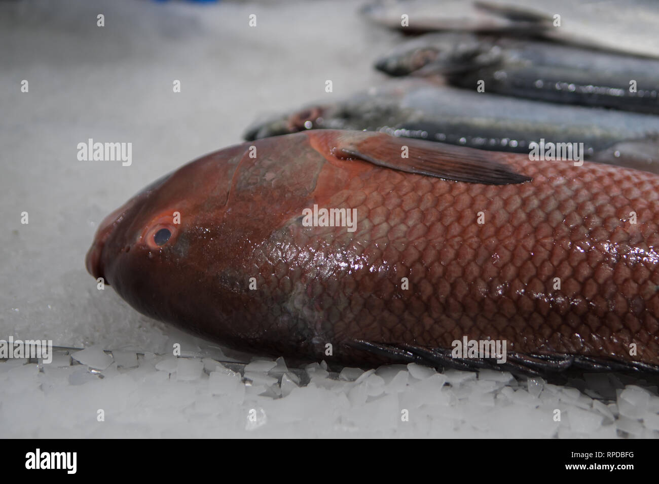 A large red fresh fish on display at the modern fish market located in ...