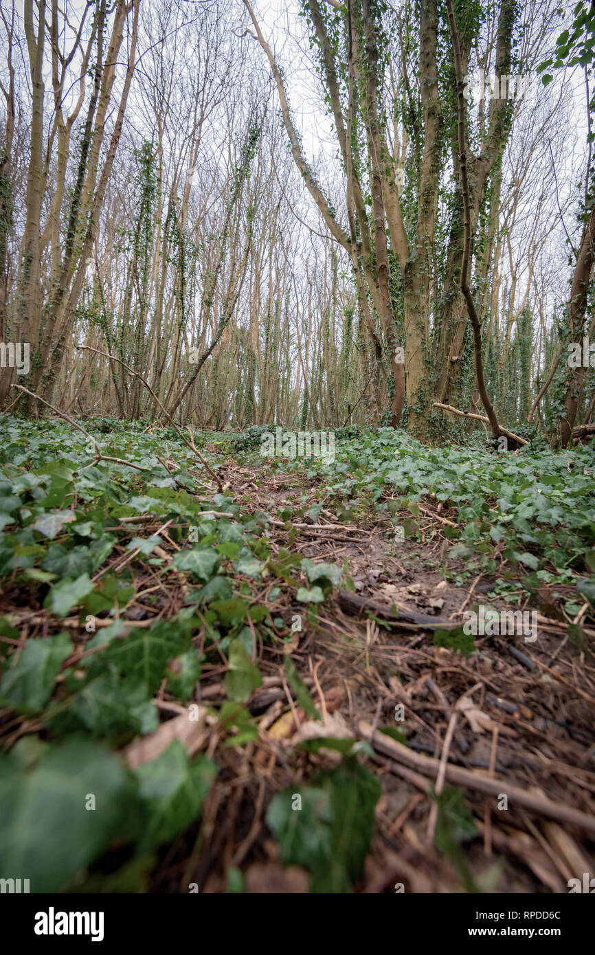 path from ground level through Ivy and beech Stock Photo - Alamy