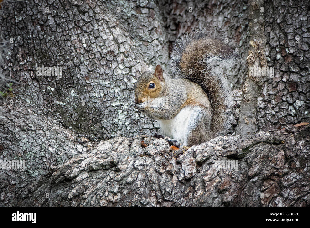 squirrel in a tree eating Stock Photo - Alamy