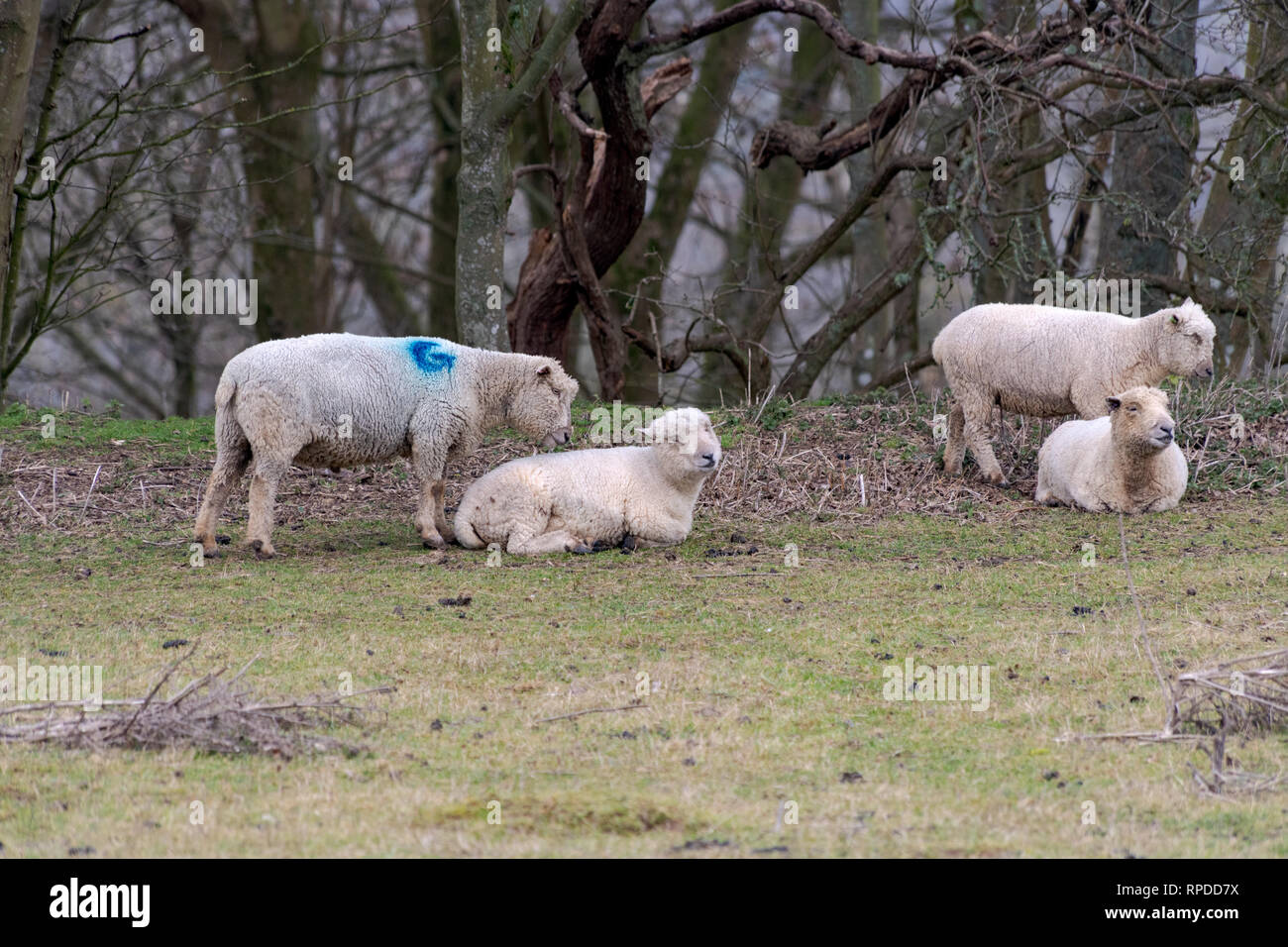 Sheep in wooded field hi-res stock photography and images - Alamy