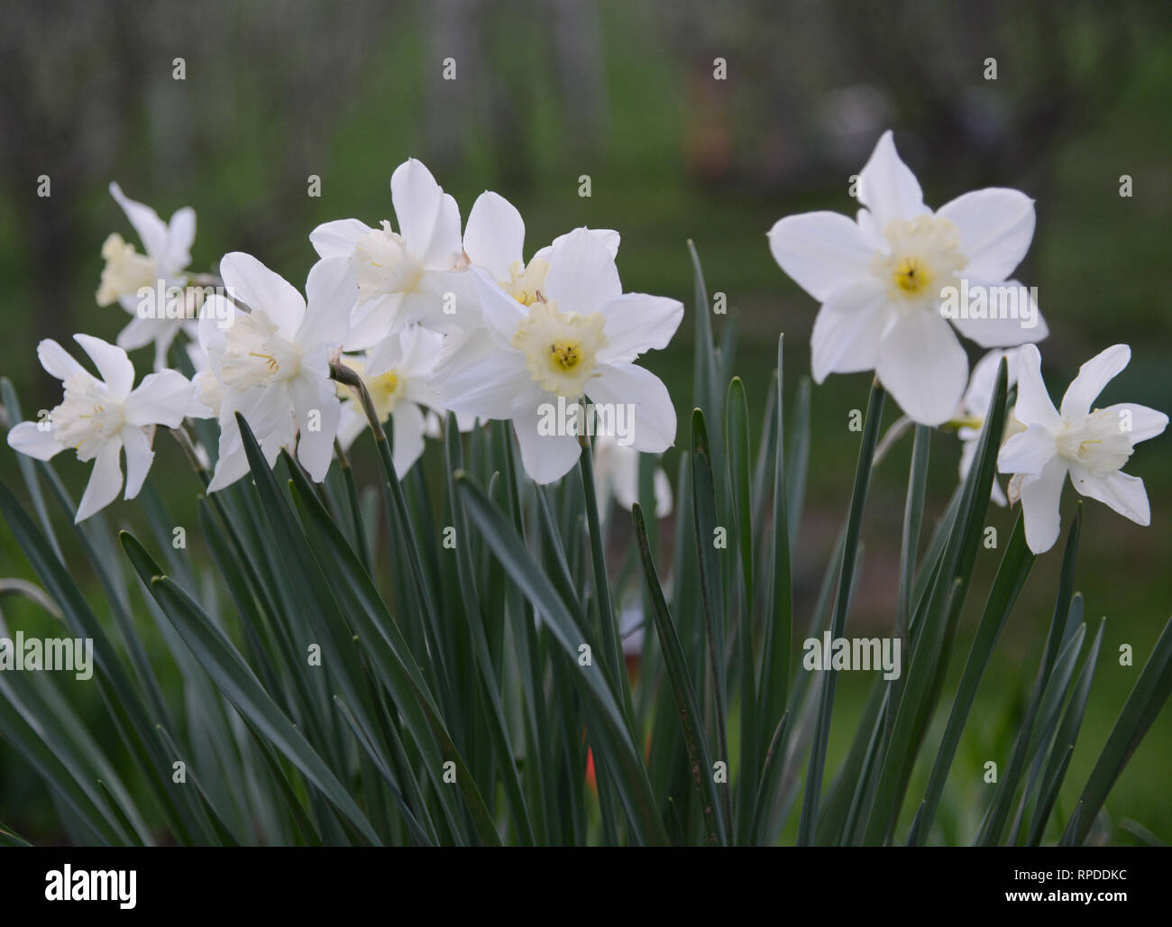 Bele narcise cvet hi-res stock photography and images - Alamy