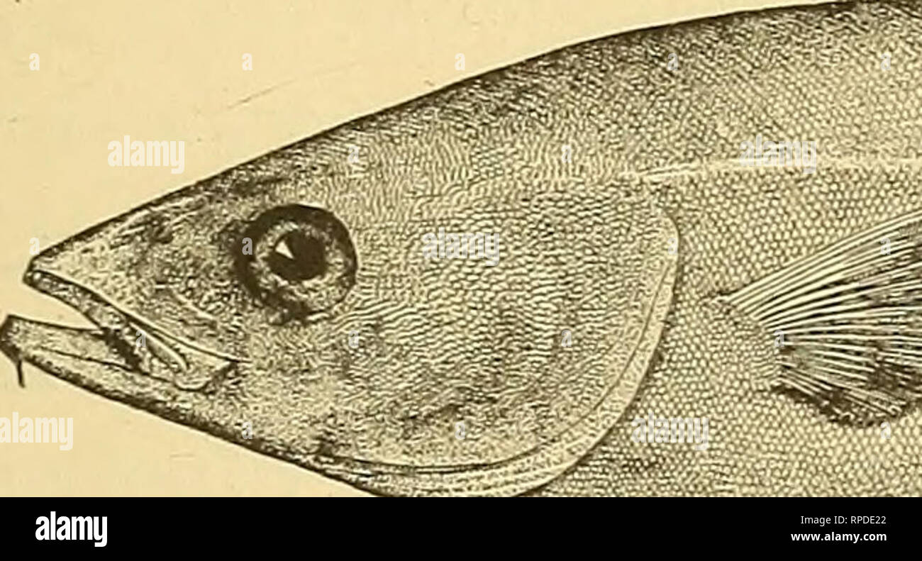 Jack whiting hi-res stock photography and images - Alamy