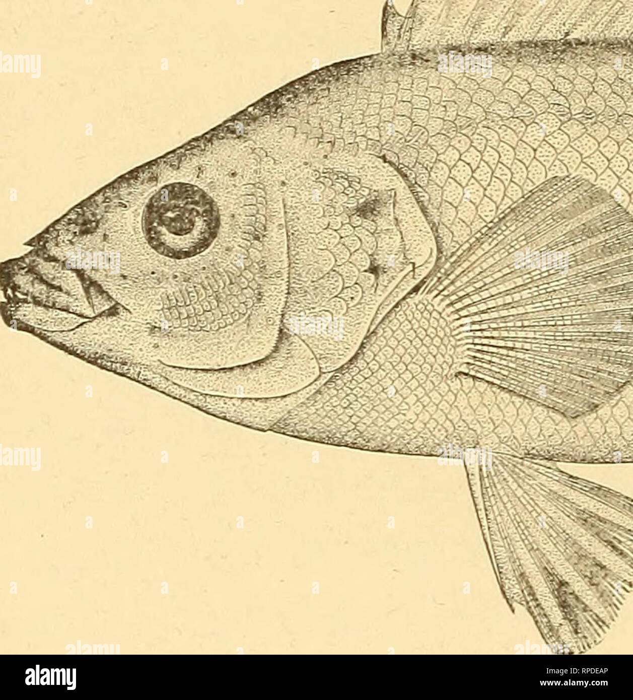 Tautog hi-res stock photography and images - Alamy