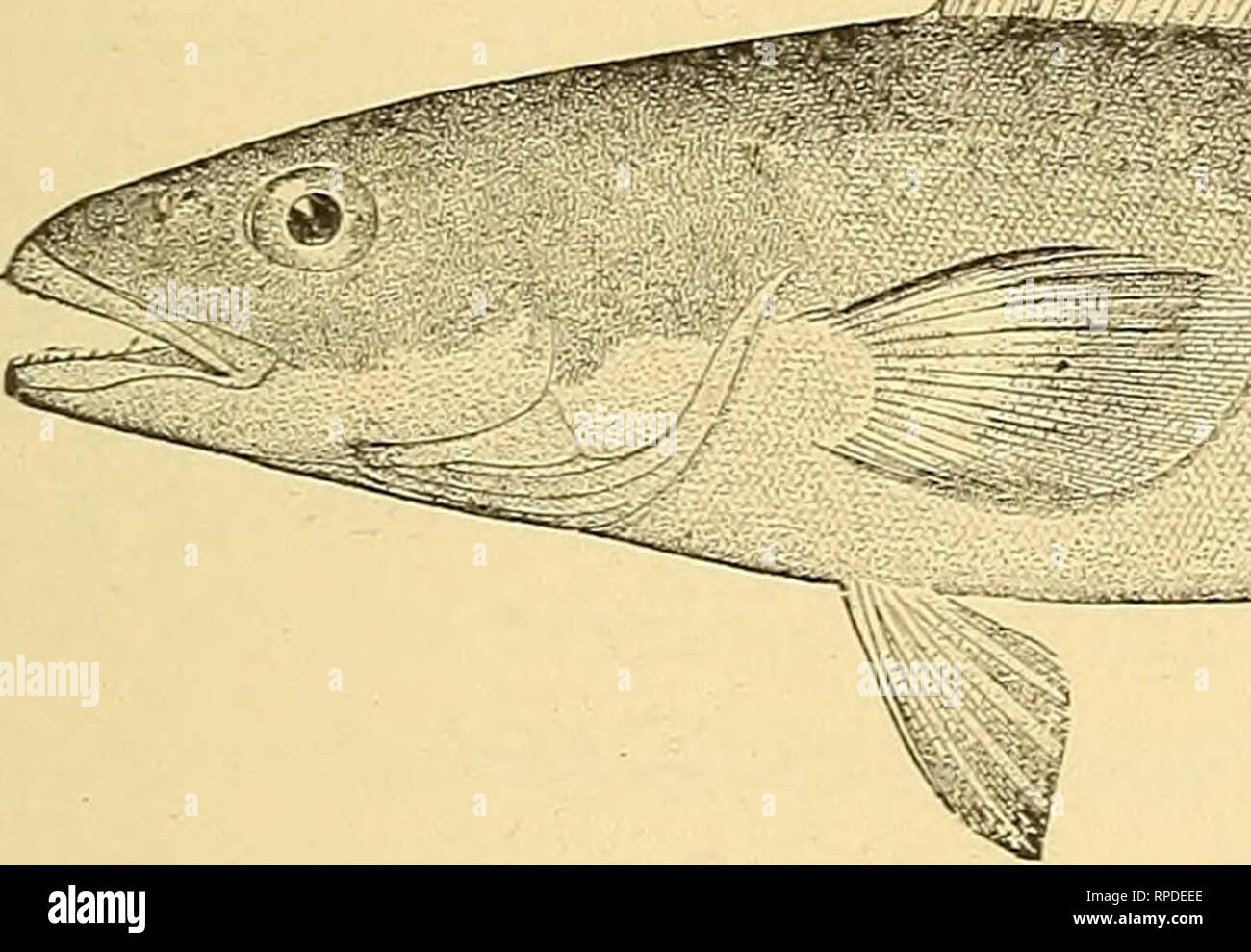 Hag fish hi-res stock photography and images - Alamy