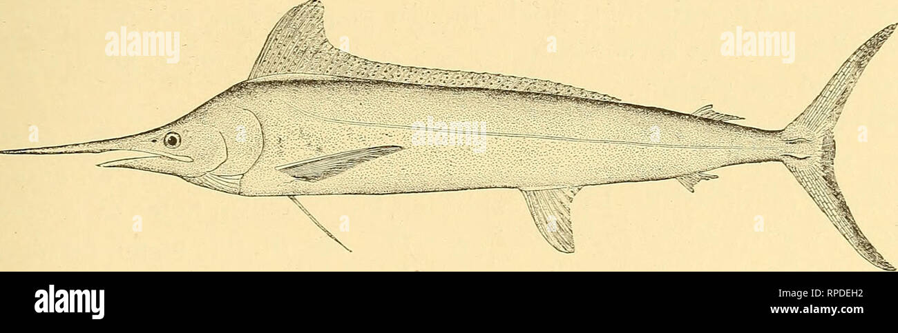 Cutlass fish hi-res stock photography and images - Alamy