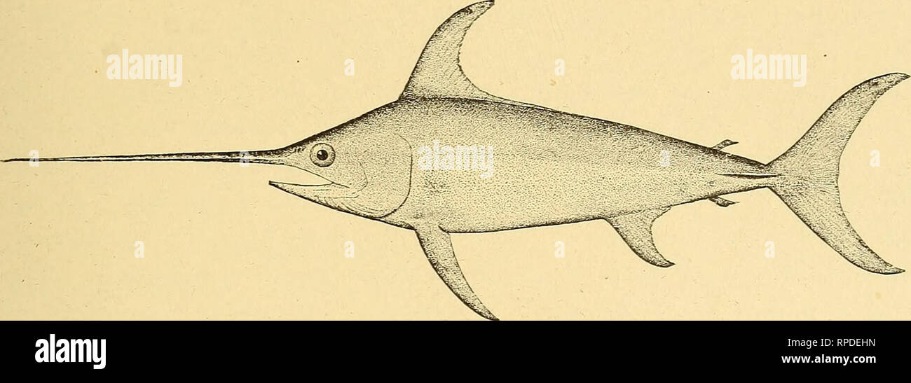 Cutlass fish hi-res stock photography and images - Alamy