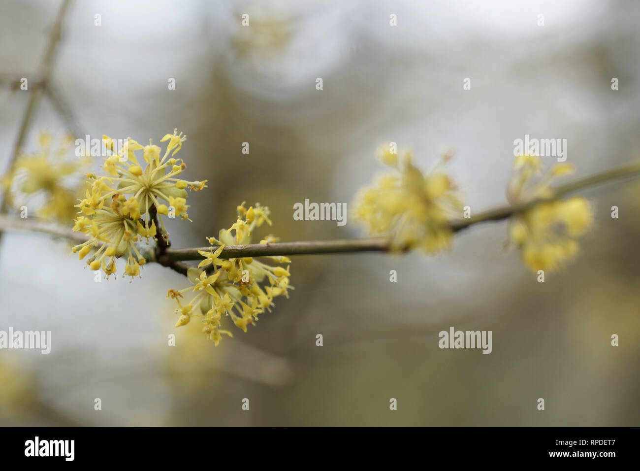 Cornus mas garden hi-res stock photography and images - Alamy