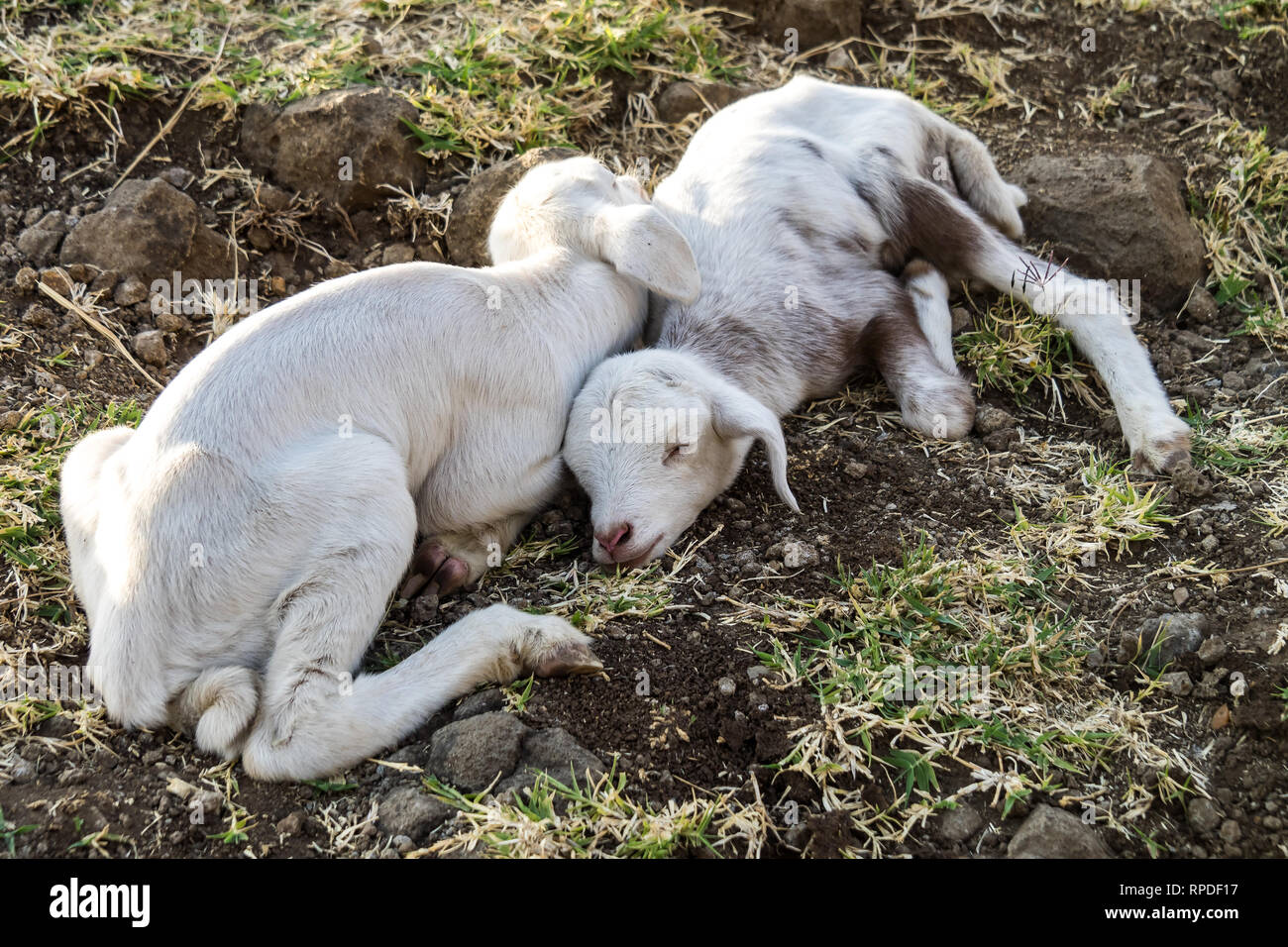 Goats in Ethiopia near the Blue Nile falls, Tis-Isat Falls in Amara ...