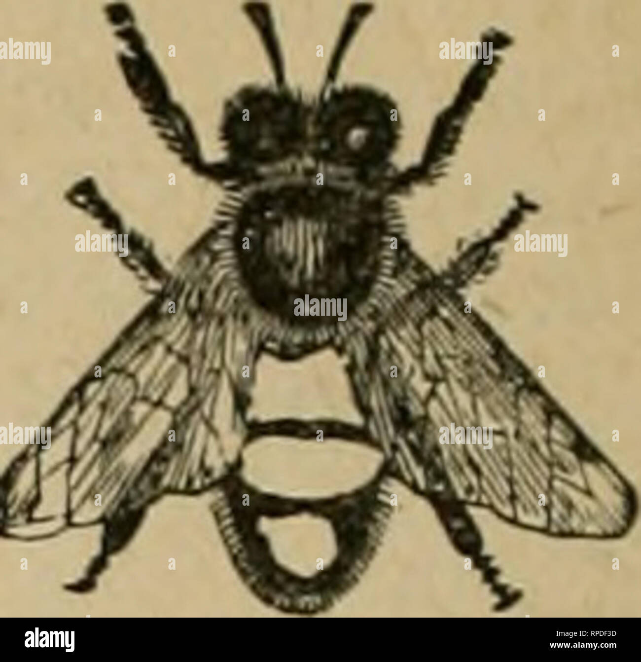 Common larger moth hi-res stock photography and images - Alamy