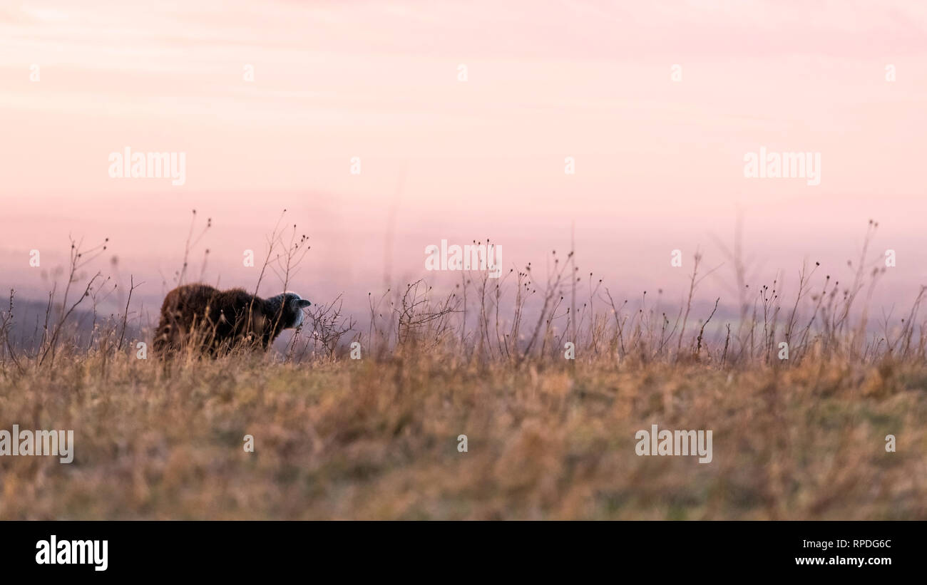 Sheep watcher hi-res stock photography and images - Alamy