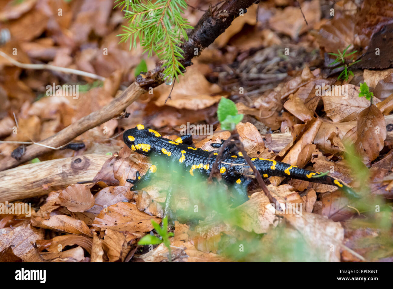 Macro shot of a Fire Salamander on autumn leaves, after rain. Black ...