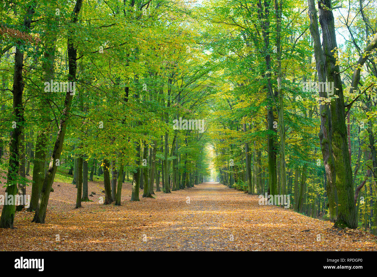 Colonnade forest hi-res stock photography and images - Alamy