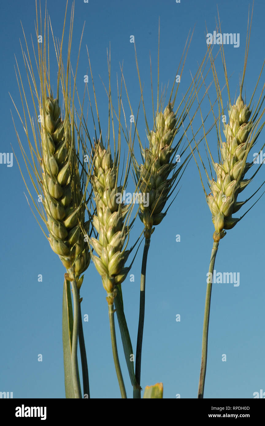 Ears of wheat Stock Photo - Alamy
