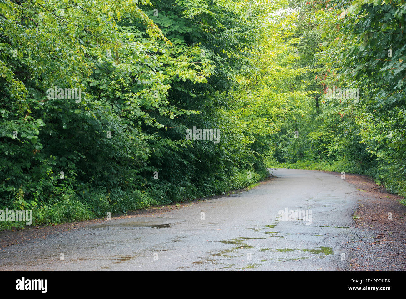asphalt country road through forest. transportation background. summer ...