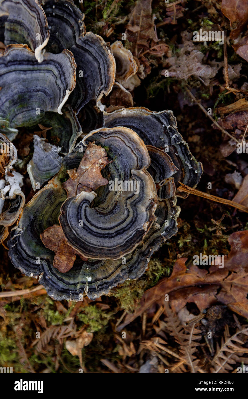 Peak District Autumn Fungi High Resolution Stock Photography and Images ...