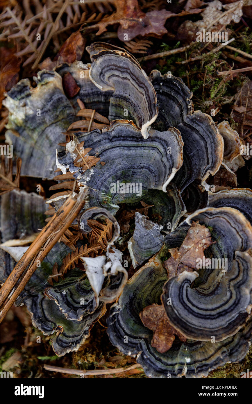 Peak district autumn fungus hi-res stock photography and images - Alamy