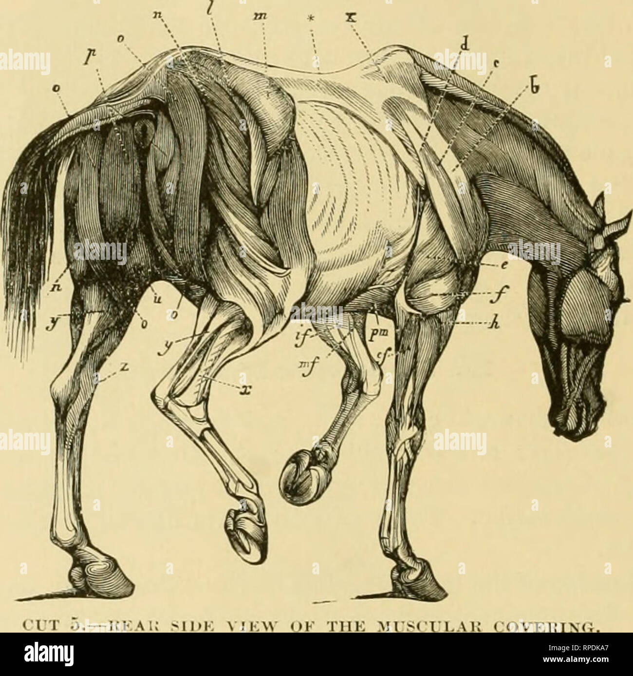 Kicking horse stock hi-res stock photography and images - Alamy