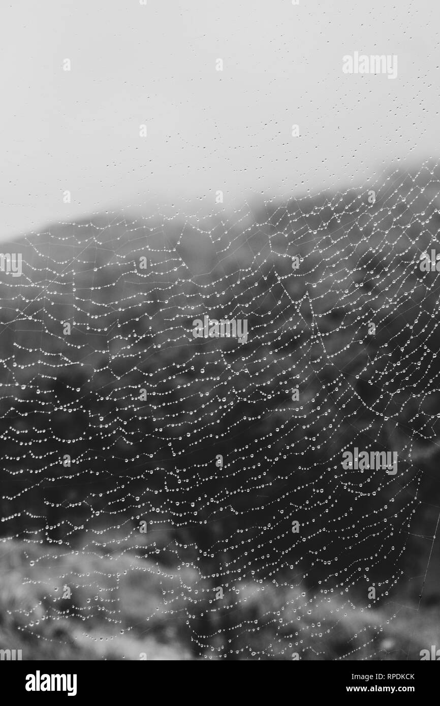 Spider on a thread Black and White Stock Photos & Images - Alamy