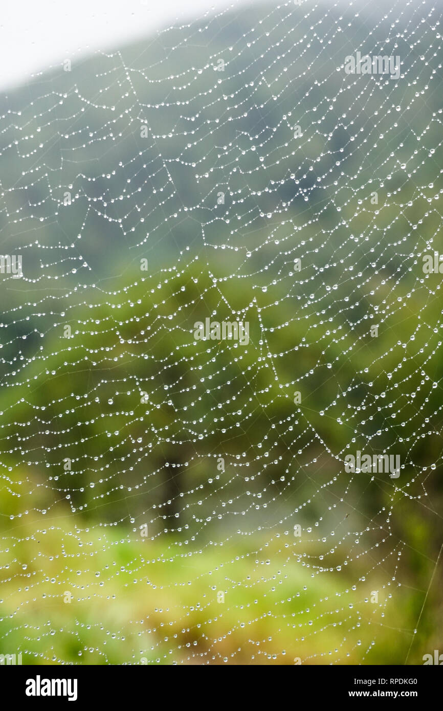 water droplets on a spider web in nature - Image Stock Photo - Alamy